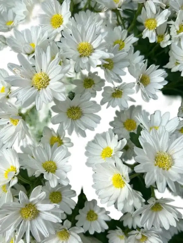 Aster White |DIY Wedding & Event Flower bloombybunches.ca