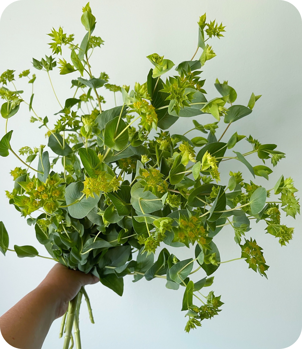Bupleurum