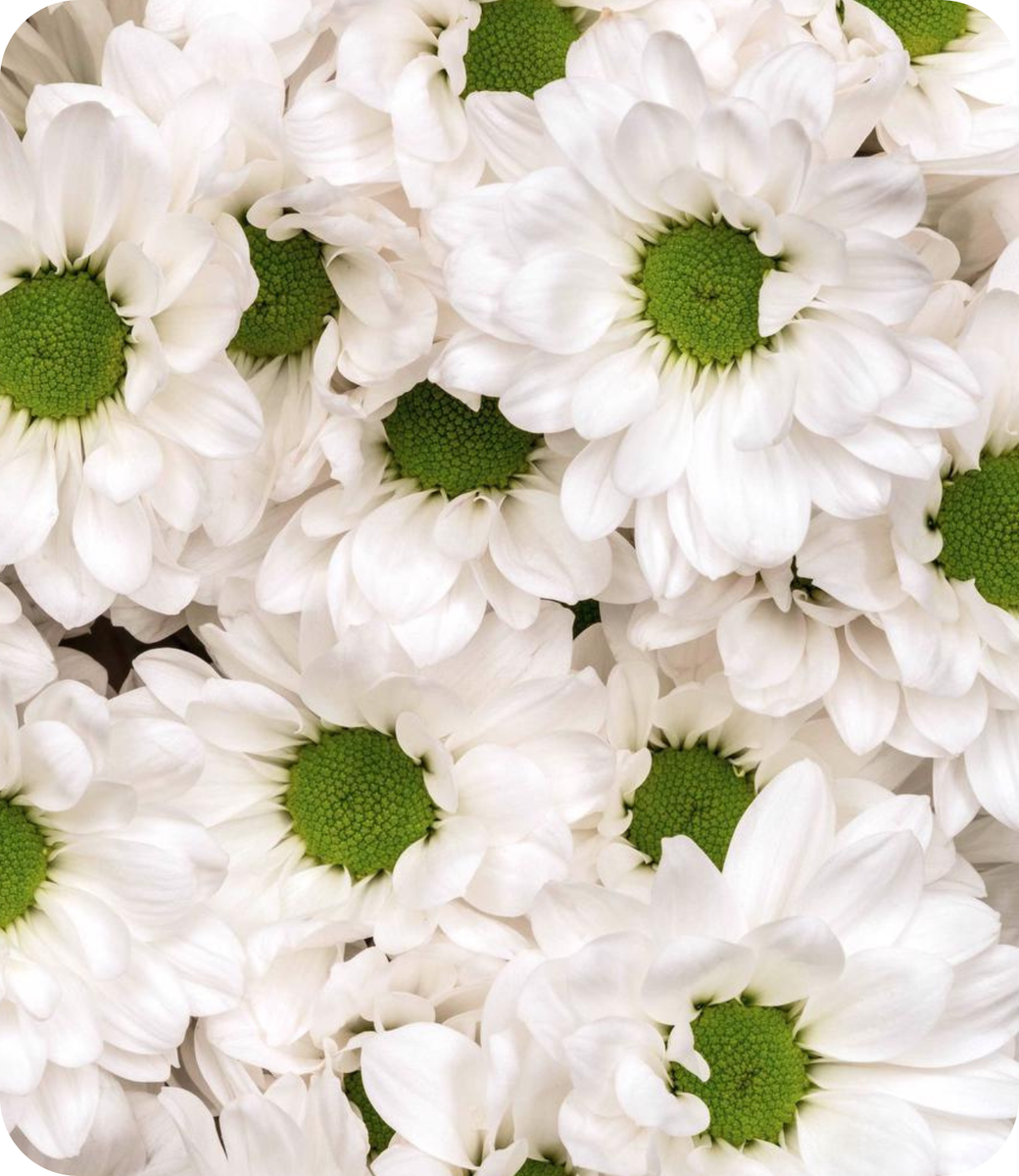 Poms & Mums