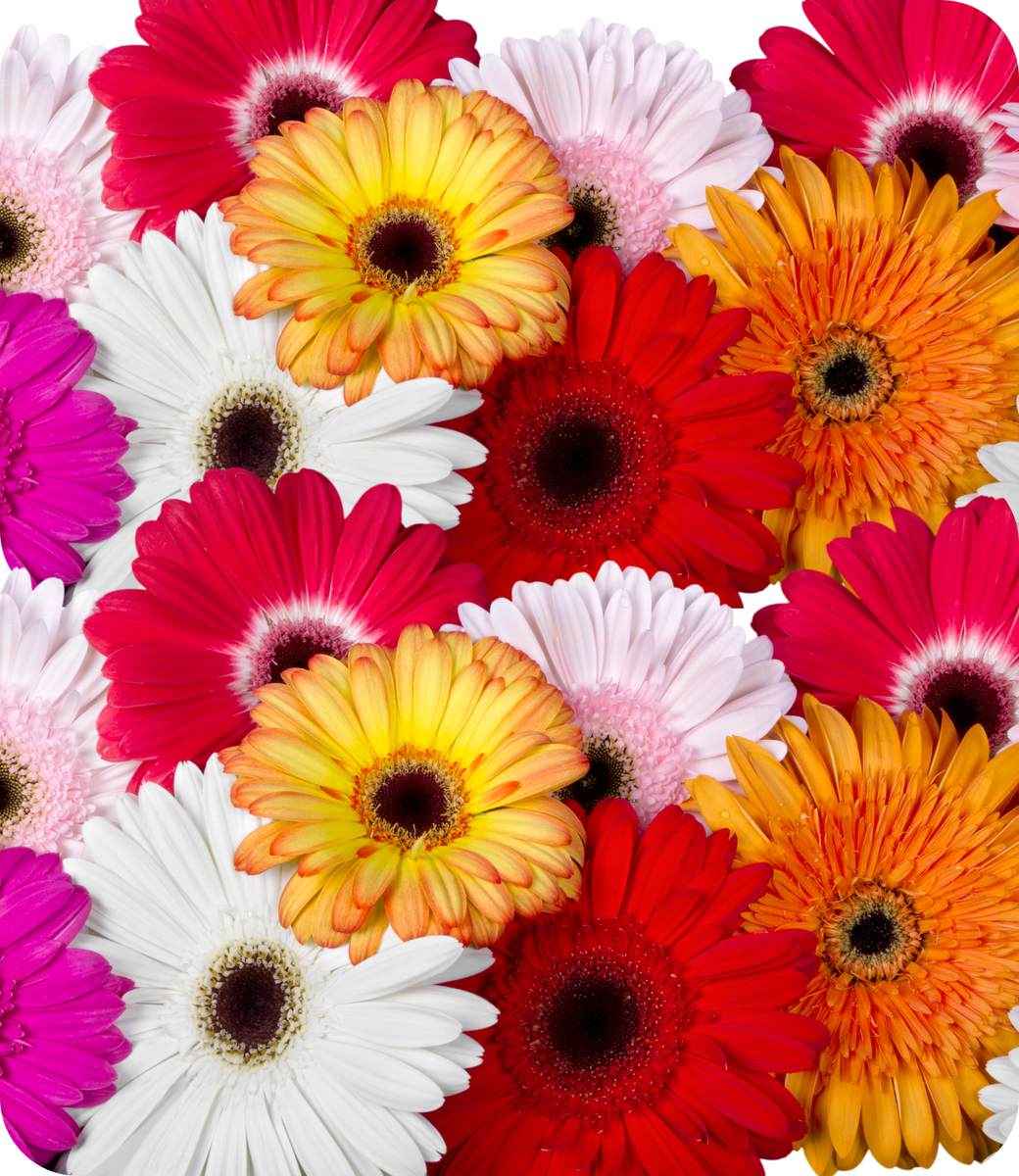 Gerbera Daisy Mini