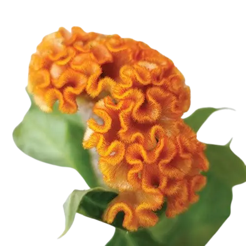 Celosia Coxcomb