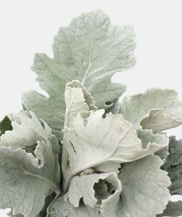 Dusty Miller