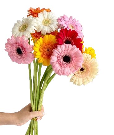 Gerbera Mini