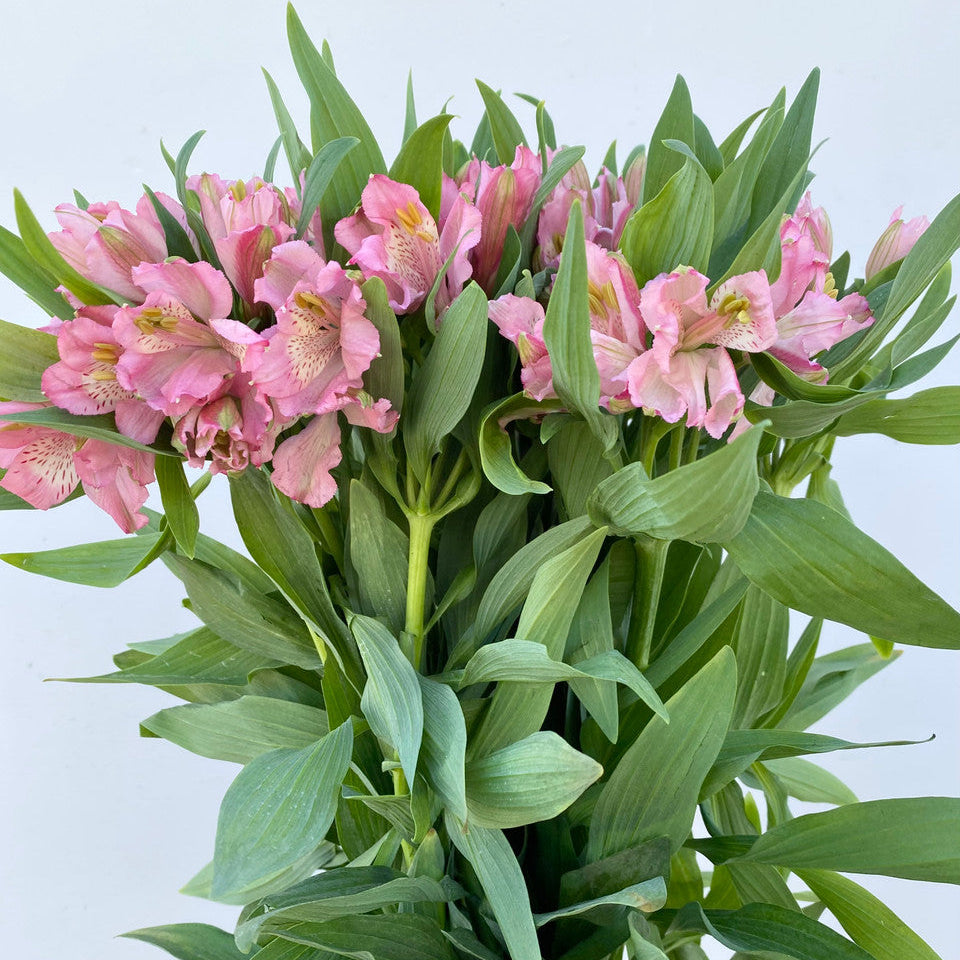 PERUVIAN LILY PINK - ALSTROEMERIA | BLOOM BY BUNCHES
