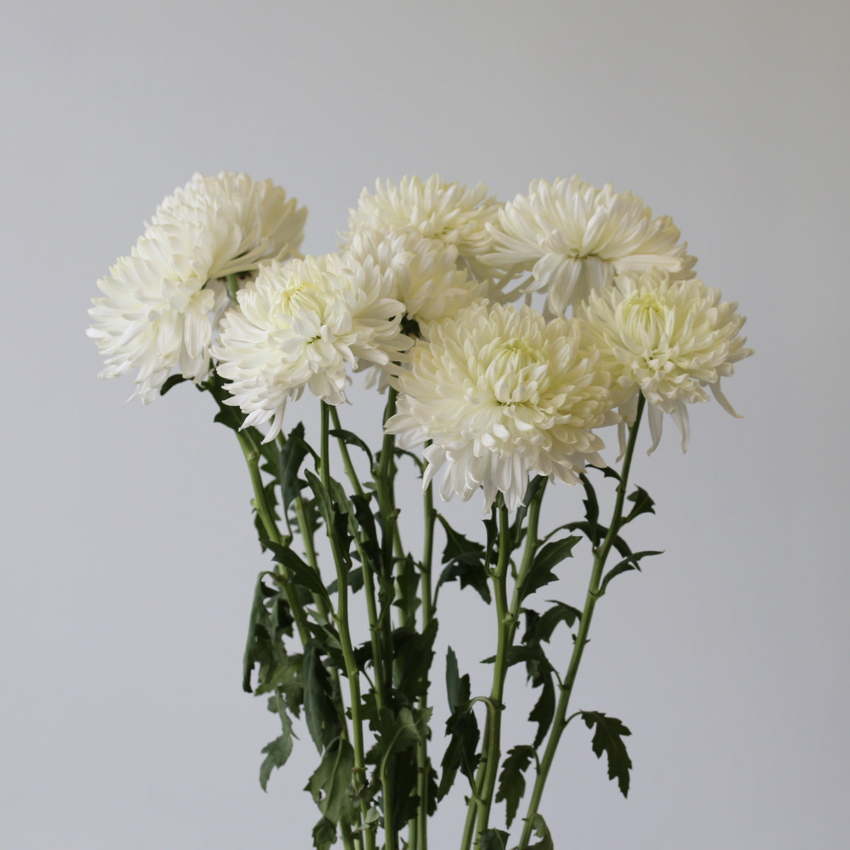 White Cremon Flower - Long-lasting White Cremon Mums for Bouquets