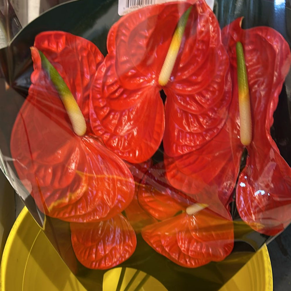 Red Anthurium - Buy Fresh Anthurium Flowers Online