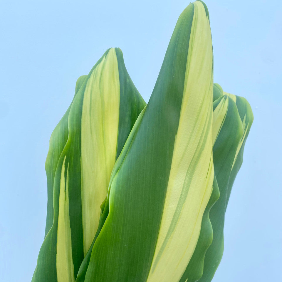 Variegated Aspidistra - Vibrant Greenery for Elegant Bouquets and ...