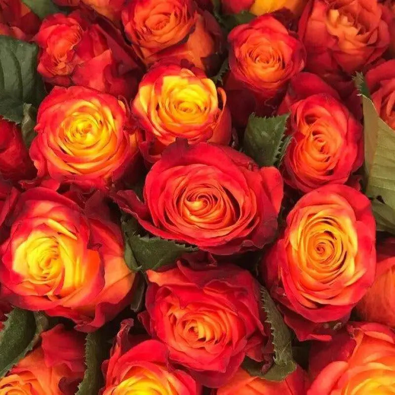 ROSE ATOMIC ORANGE (50CM) |DIY Wedding & Events Flowers|BloombyBunches