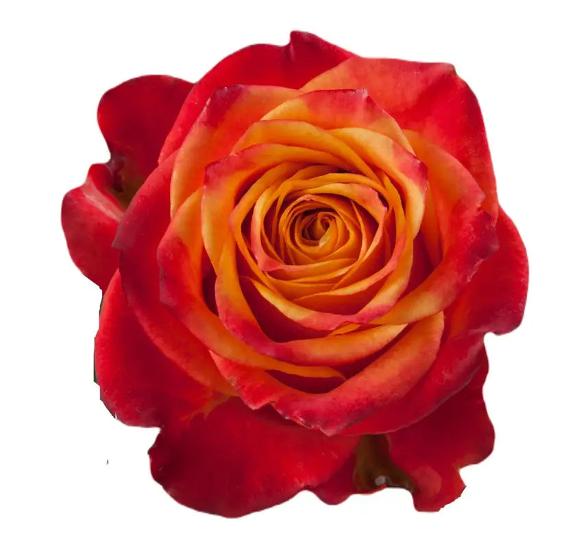ROSE ATOMIC ORANGE (50CM) |DIY Wedding & Events Flowers|BloombyBunches