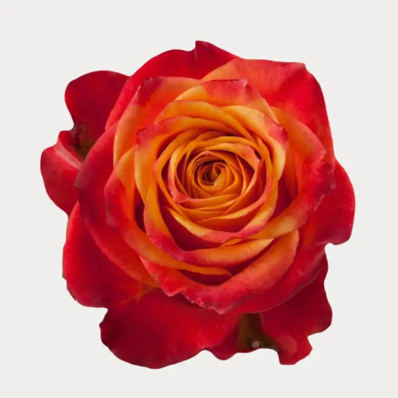 ROSE ATOMIC ORANGE (50CM) |DIY Wedding & Events Flowers|BloombyBunches