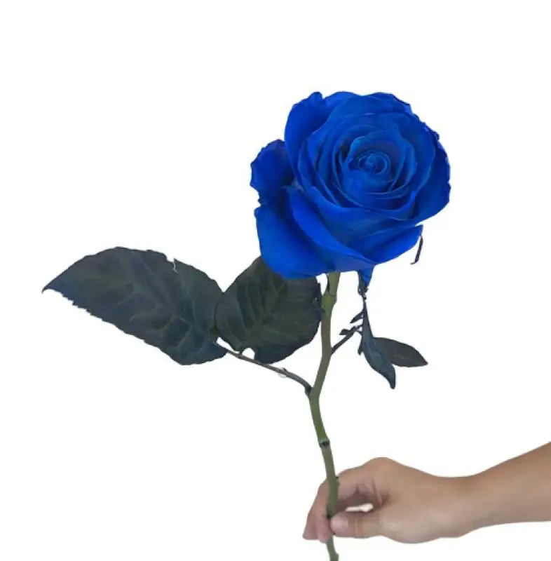 TINTED BLUE ROSE | BLOOM BY BUNCHES