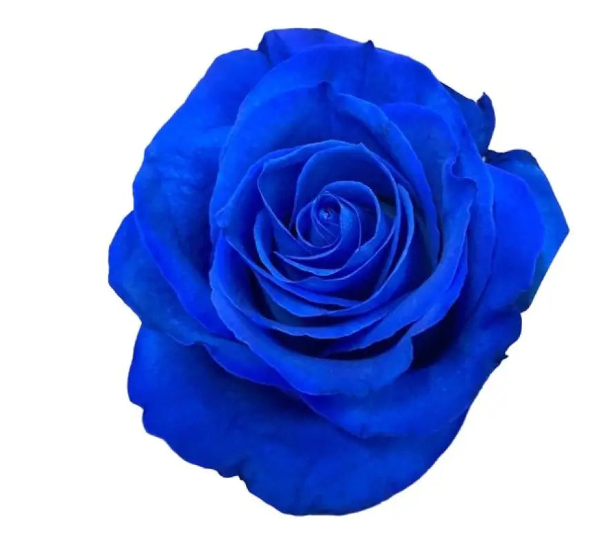 TINTED BLUE ROSE | BLOOM BY BUNCHES