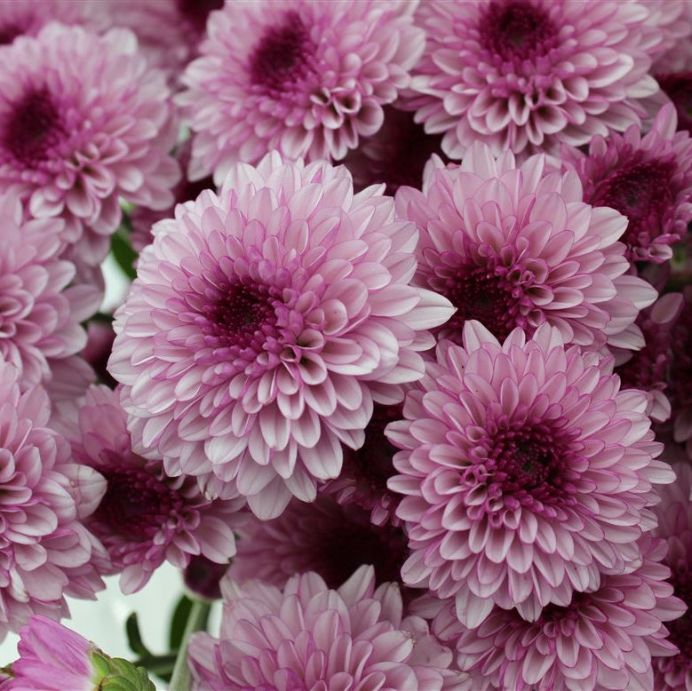 Chrysanthemum Spray Button Pink - Perfect for Bouquets & Centerpieces