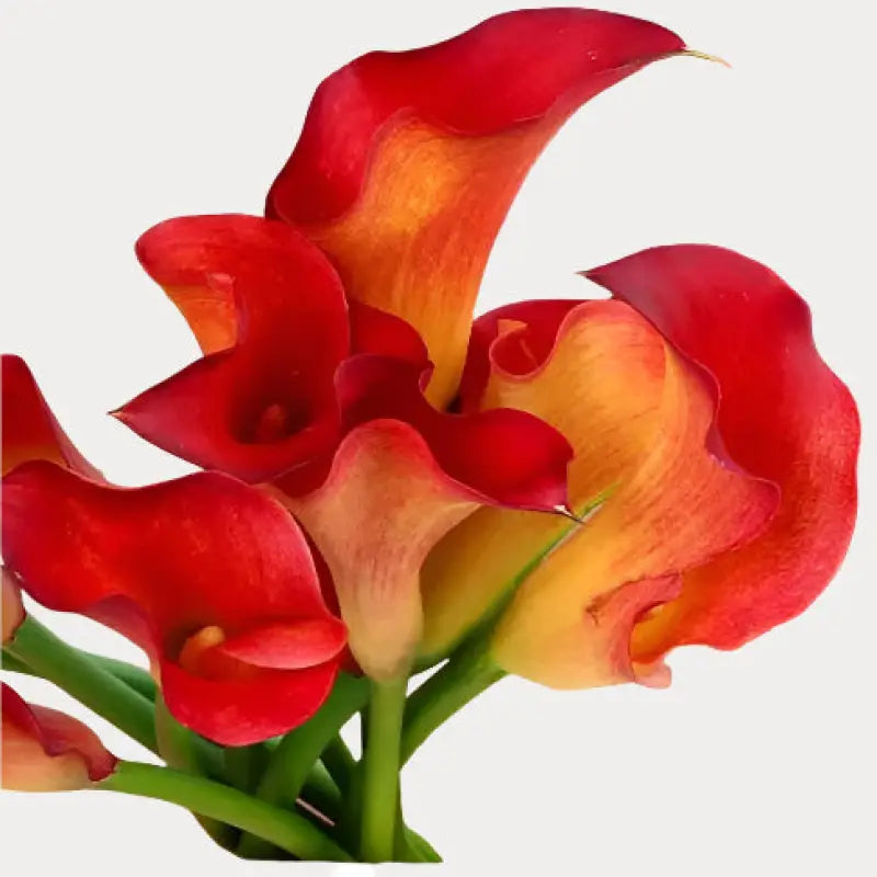 Calla Lily Mini Orange |DIY Wedding & Event Flower|BloombyBunches