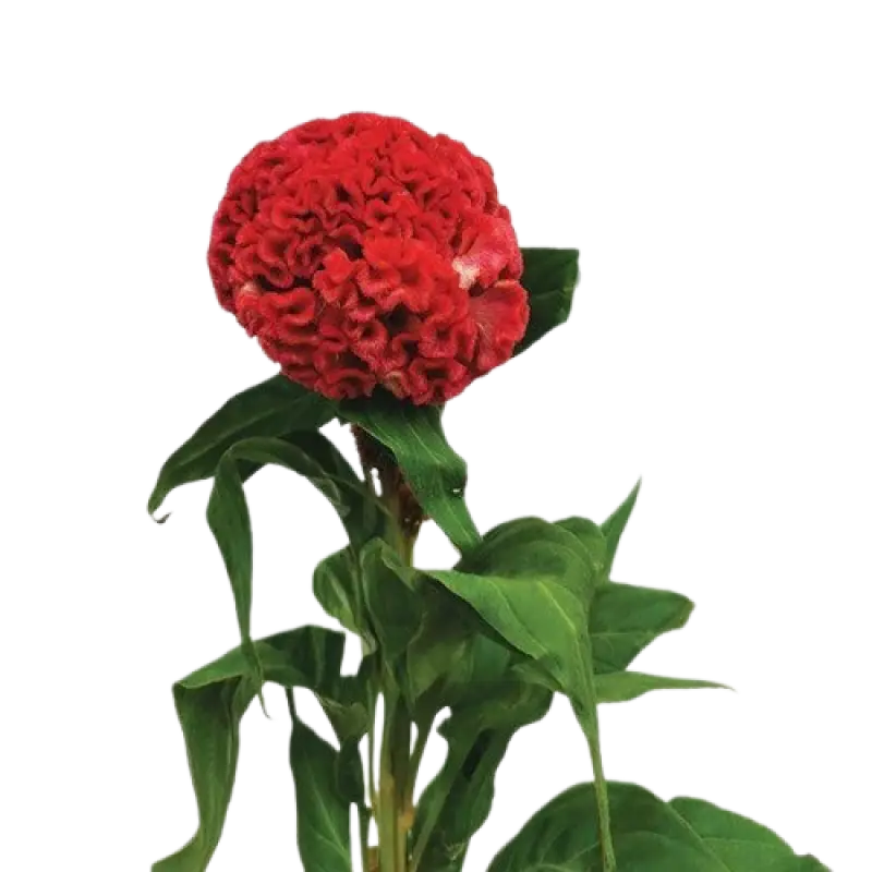 CELOSIA COXCOMB | BLOOM BY BUNCHES