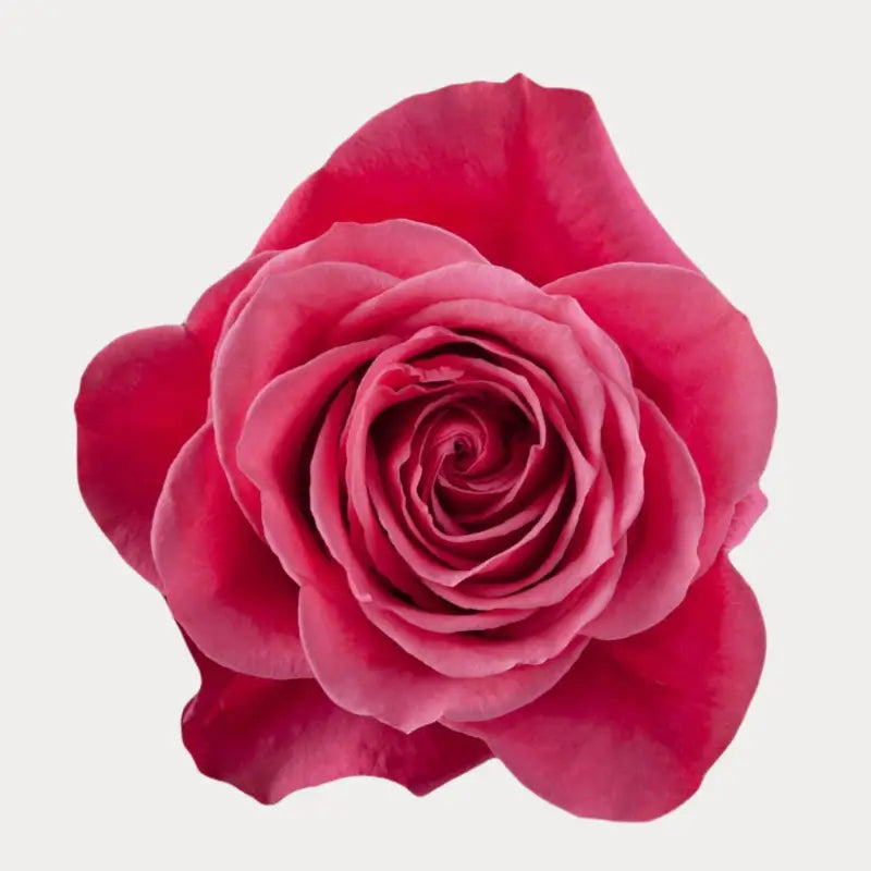 CHERRY O! HOT PINK ROSE | BLOOM BY BUNCHES