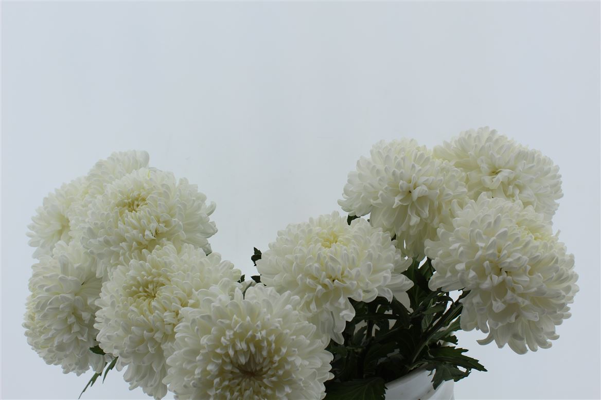 White Football Mum Flower - Versatile 10 Stems for Bouquets & Arrangements