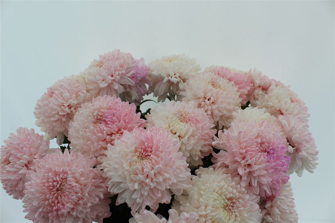 White Football Mum Flower - Elegant Blush Pink Floral Stems for Decor
