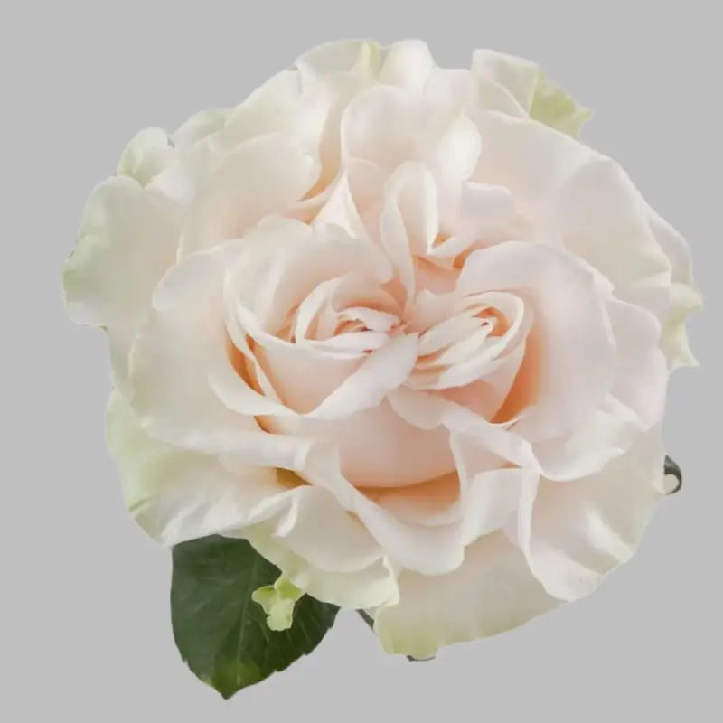 COTTON XPRESSION CREAM ROSE | BLOOM BY BUNCHES