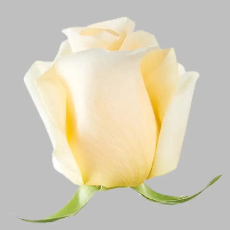 Cream de la Creme Roses at Wholesale Prices