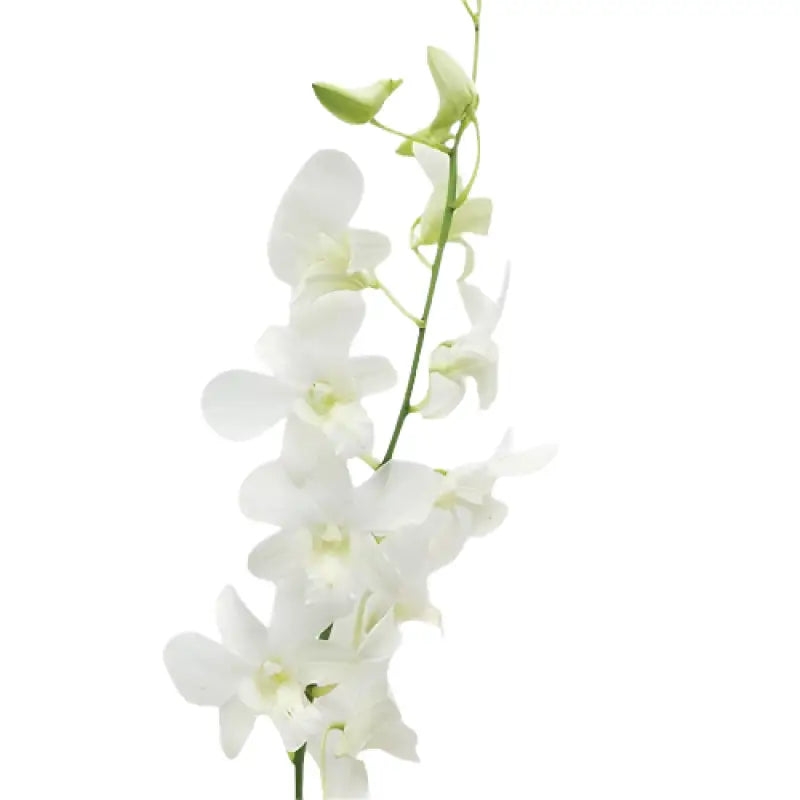 DENDROBIUM ORCHIDS WHITE | BLOOM BY BUNCHES