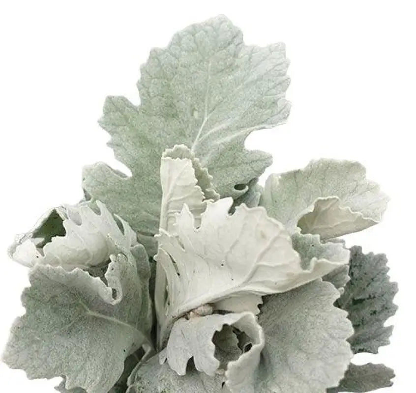 Wholesale Dusty Miller Silvery Green Foliage Supply
