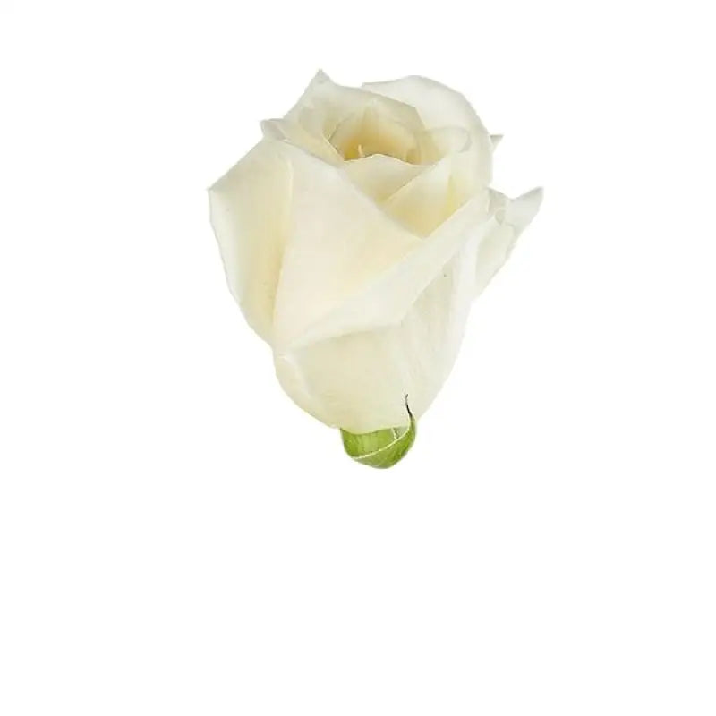 Escimo White Roses in Classic White Color