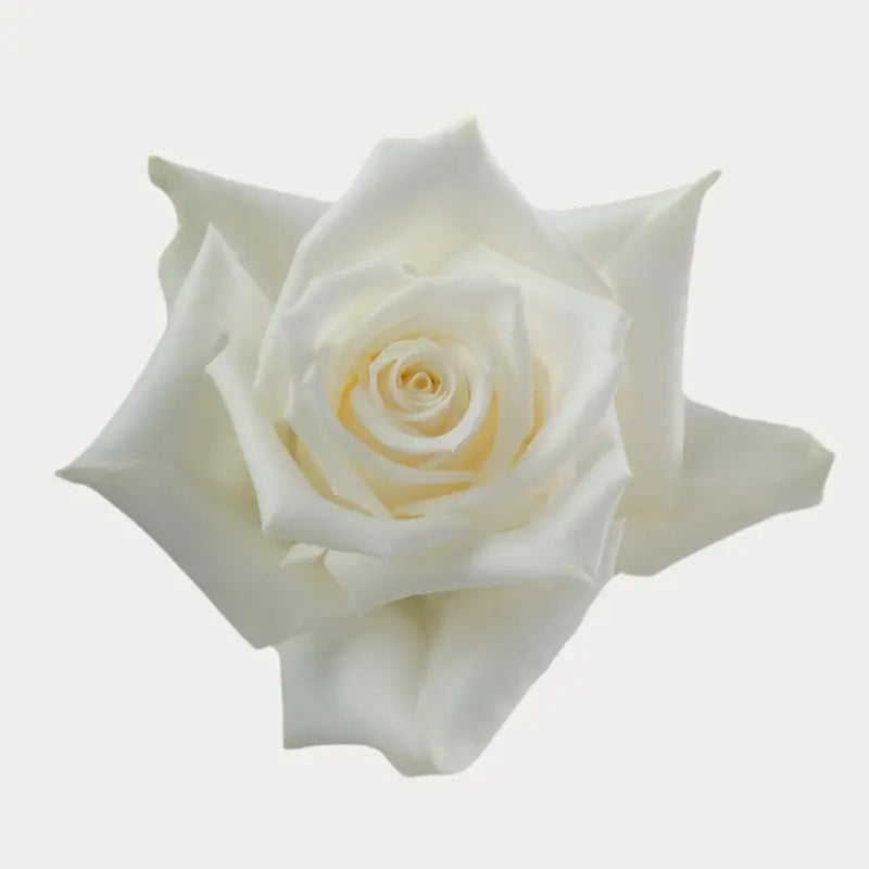 Escimo White Roses in Classic White Color