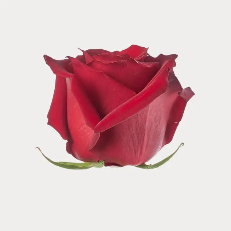 EXPLORER RED ROSE |DIY Wedding &Events Flowers | BloombyBunches