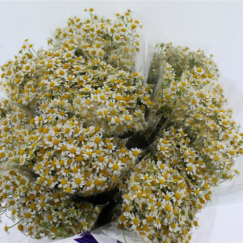 Fever Few - Delicate Wildflower for Wedding Bouquets & Floral Arrangements
