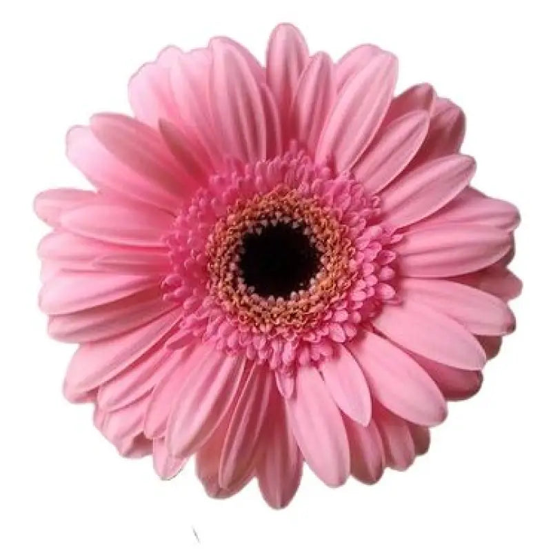 GERBERA MINI LIGHT PINK (DARK EYE) |BLOOM BY BUNCHES