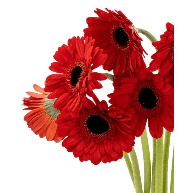 GERBERA MINI RED (DARK EYE) |BLOOM BY BUNCHES
