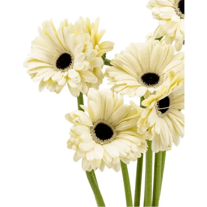 GERBERA MINI WHITE (DARK EYE) |BLOOM BY BUNCHES