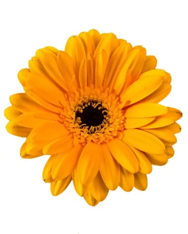 GERBERA MINI YELLOW (DARK EYE) |BLOOM BY BUNCHES