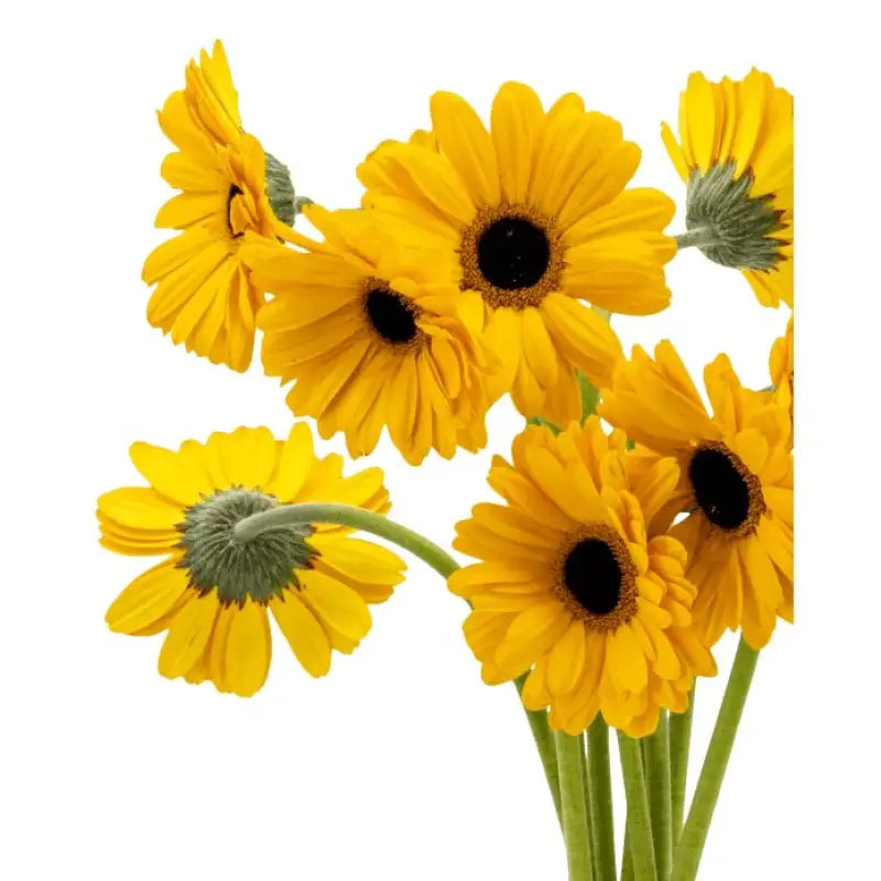 GERBERA MINI YELLOW (DARK EYE) |BLOOM BY BUNCHES