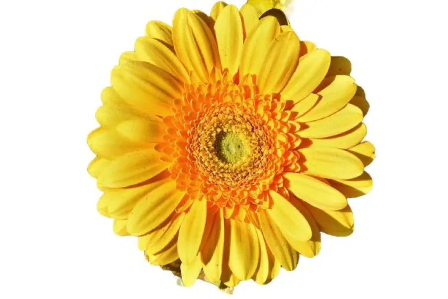 GERBERA MINI YELLOW (GREEN EYE) |BLOOM BY BUNCHES
