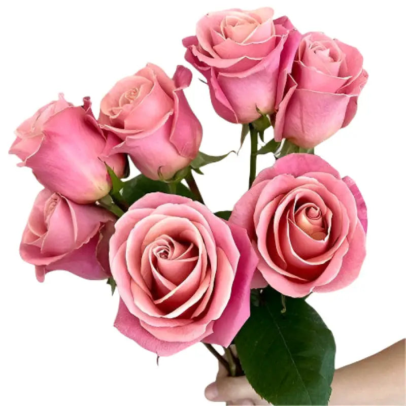 HERMOSA MEDIUM PINK ROSES | BLOOM BY BUNCHES