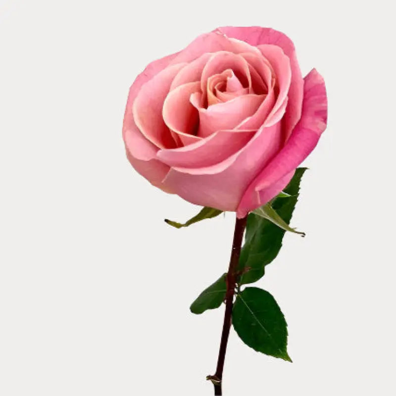 HERMOSA MEDIUM PINK ROSES | BLOOM BY BUNCHES