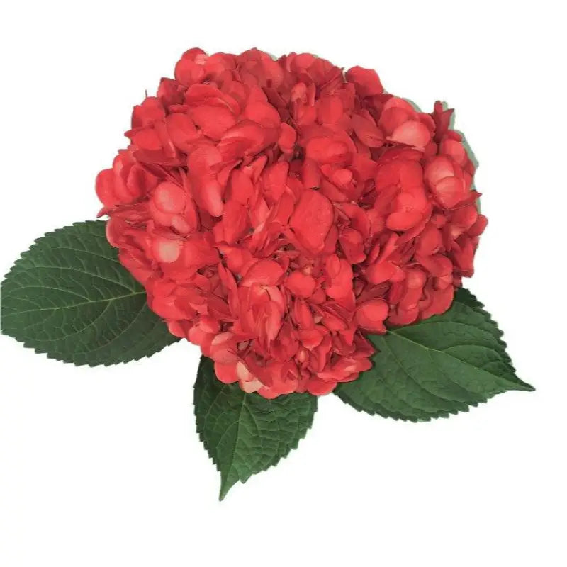 HYDRANGEA TINTED RED | BLOOM BY BUNCHES