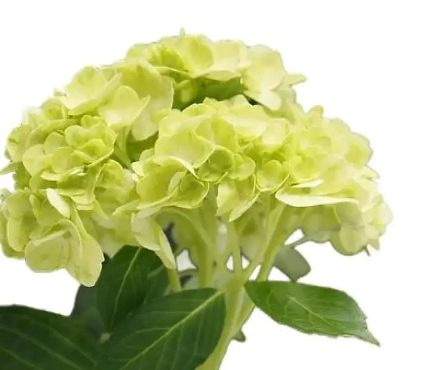 HYDRANGEAS MINI GREEN (Green with White base)| BLOOM BY BUNCHES