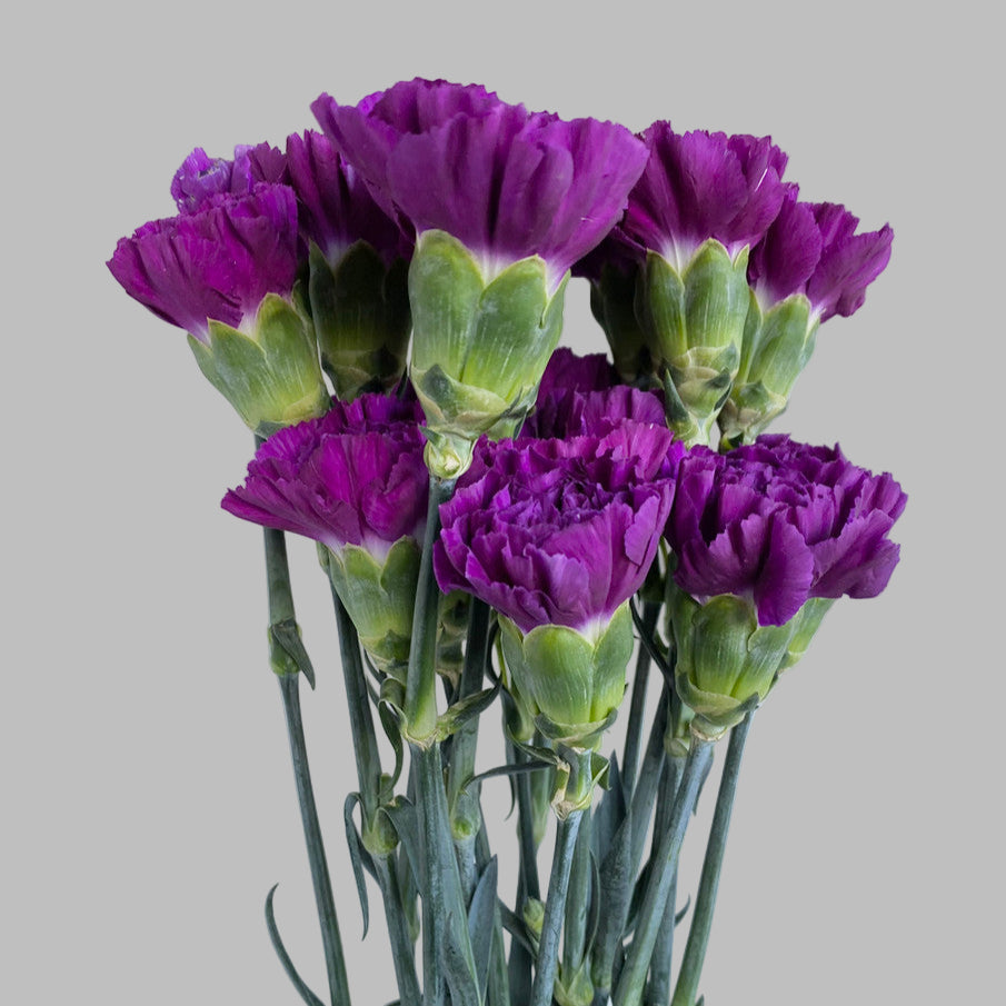 Purple Carnation Flower - Durable and Vibrant for Floral Arrangements