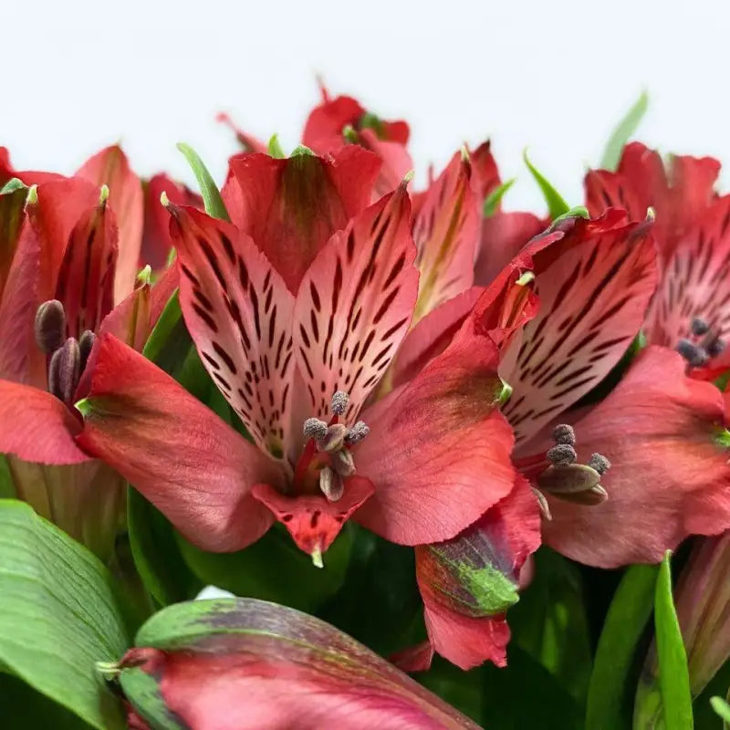 PERUVIAN LILY RED - ALSTROEMERIA | BLOOM BY BUNCHES