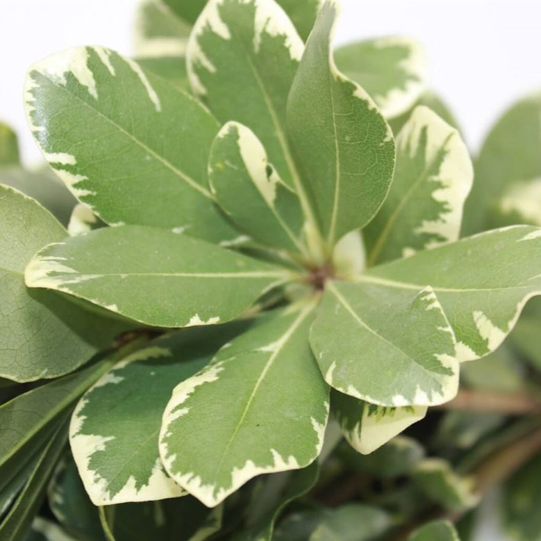 Variegated Pittosporum - Versatile Greenery for Bouquets & Floral ...