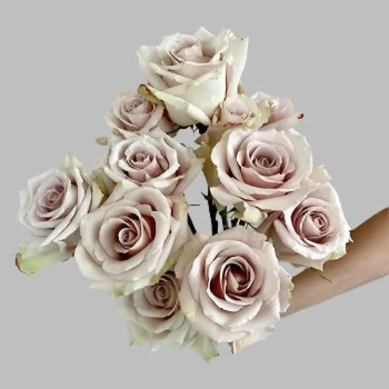 Elegant Cream Quicksand Roses for Any Occasion