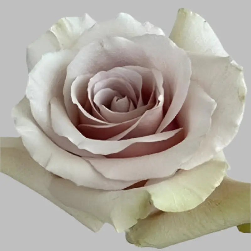 Elegant Cream Quicksand Roses for Any Occasion