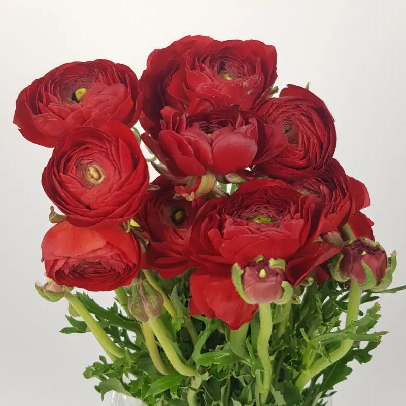 RANUNCULUS RED |BLOOM BY BUNCHES
