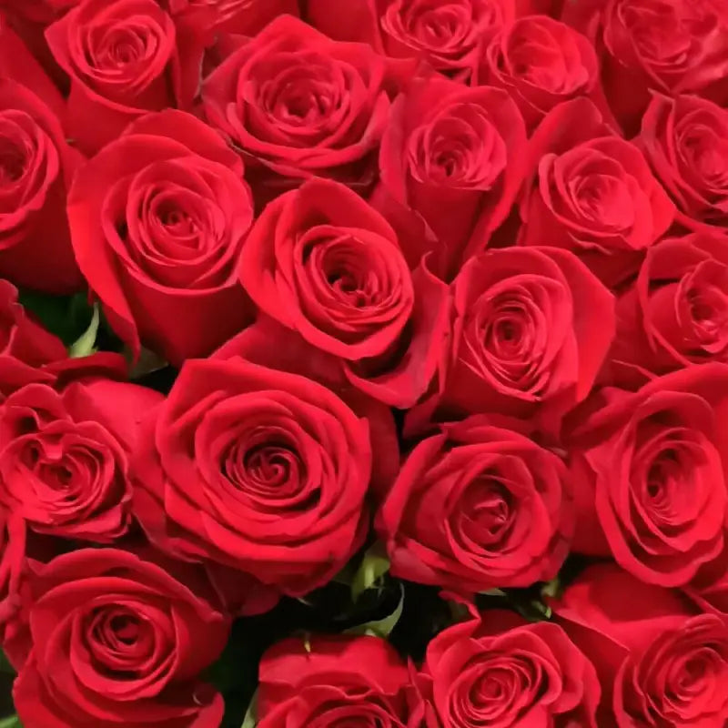 RED ROSE-BULK ROSES | BloombyBunches