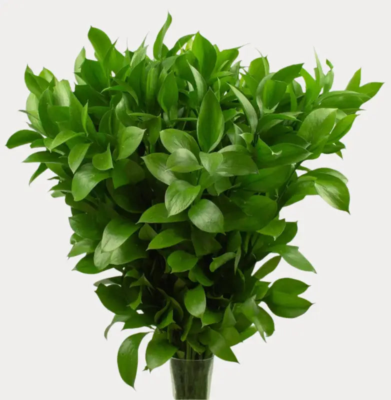 Wholesale Ruscus Foliage Requires 12 Days Advance Notice