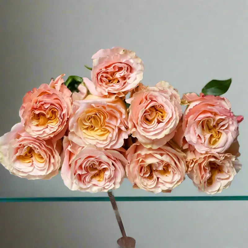 SHIMMER PEACH GARDEN ROSE | BLOOM BY BUNCHES