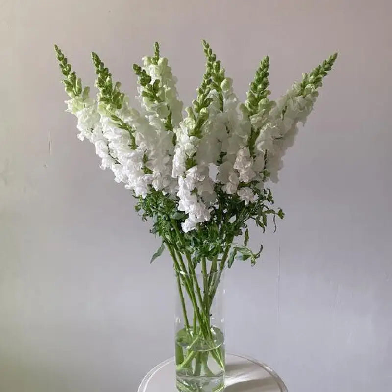 Snapdragon White Wedding Flowers for Stunning Bouquets